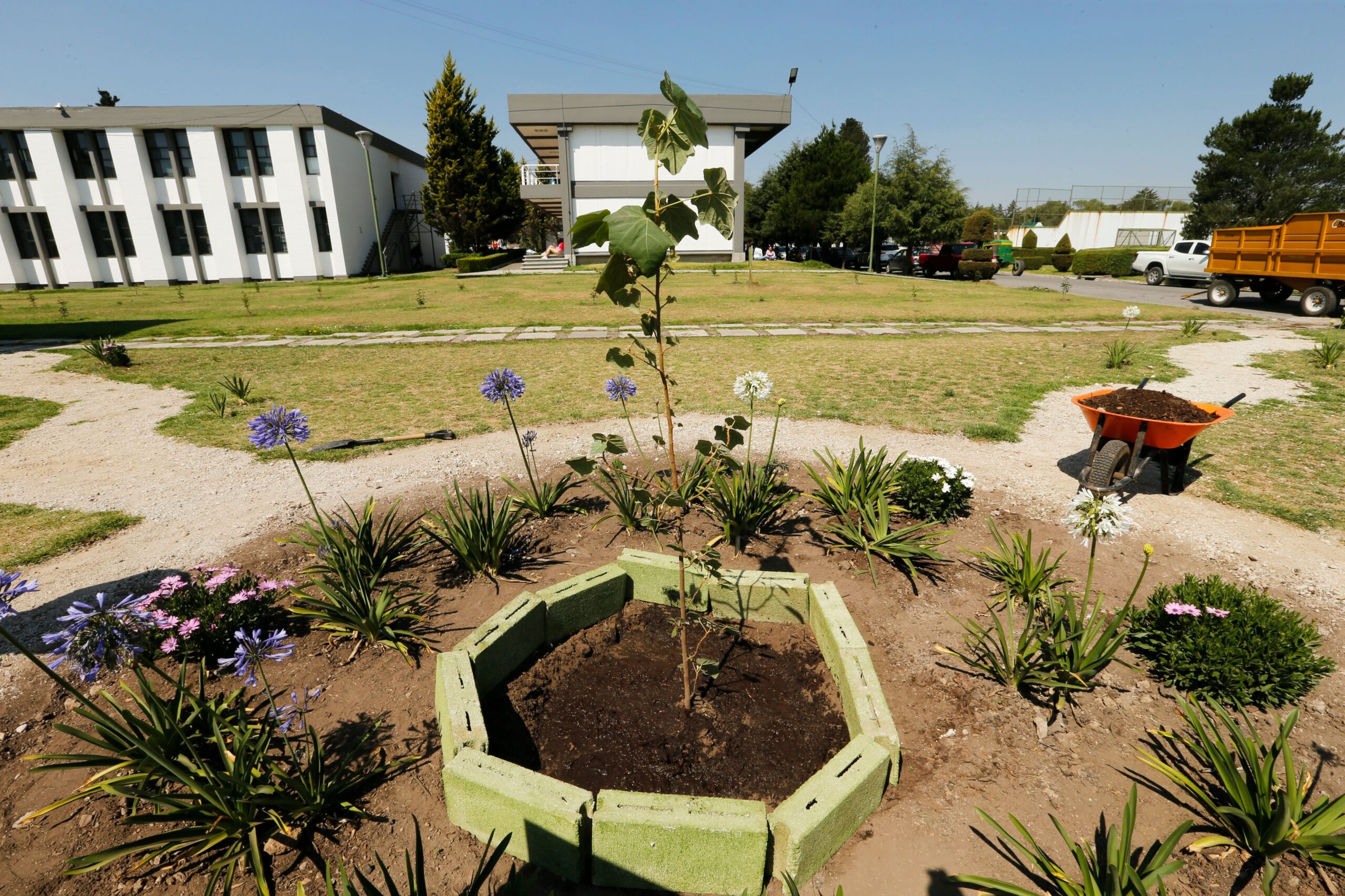 Contribuye UAEMéx al estudio del árbol de las manitas