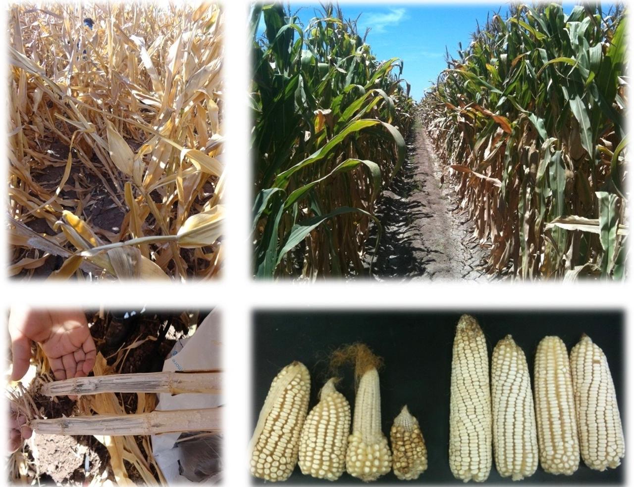 Con bacterias, IPN desarrolla combate a hongos en cultivos de maíz